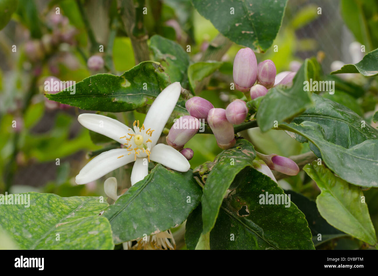 Azahar flower hi-res stock photography and images - Alamy