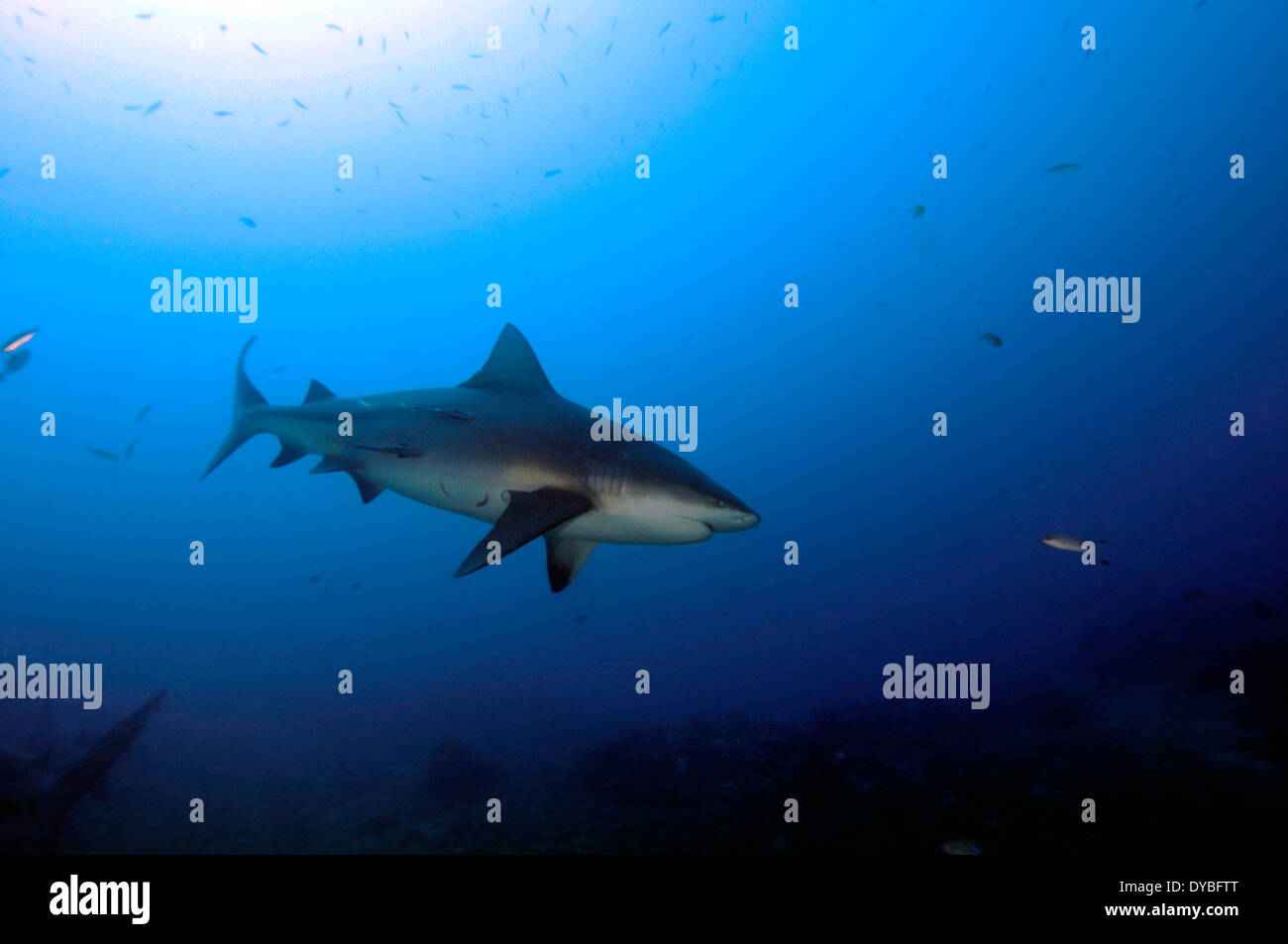 Blue shark fins hi-res stock photography and images - Alamy