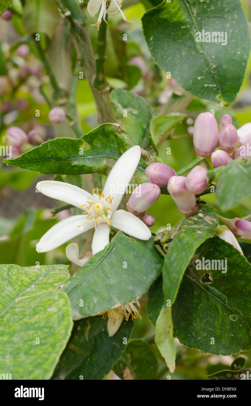 Azahar blossom, the flowering of orange trees Stock Photo - Alamy