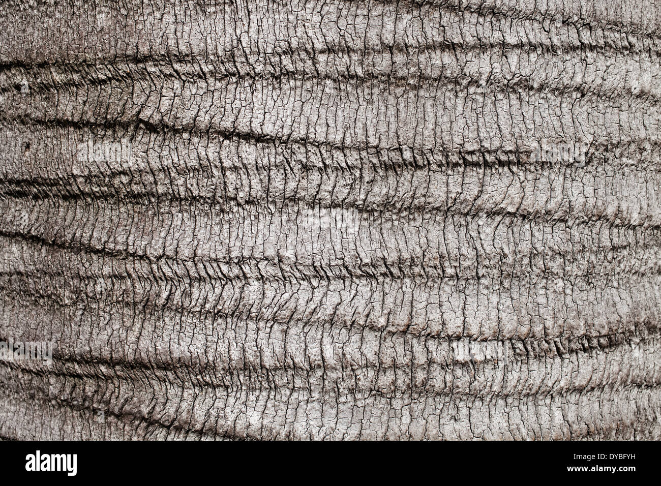 Aspen wood texture hi-res stock photography and images - Alamy