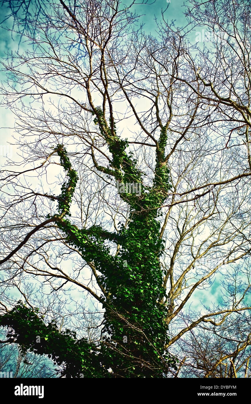 Big dry tree covered with bindweed against the sky Stock Photo - Alamy