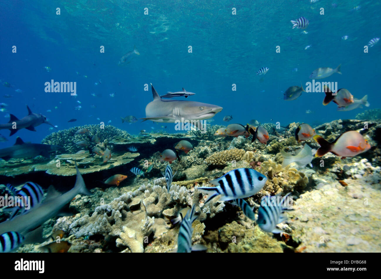 A bottom feeding shark hi-res stock photography and images - Alamy