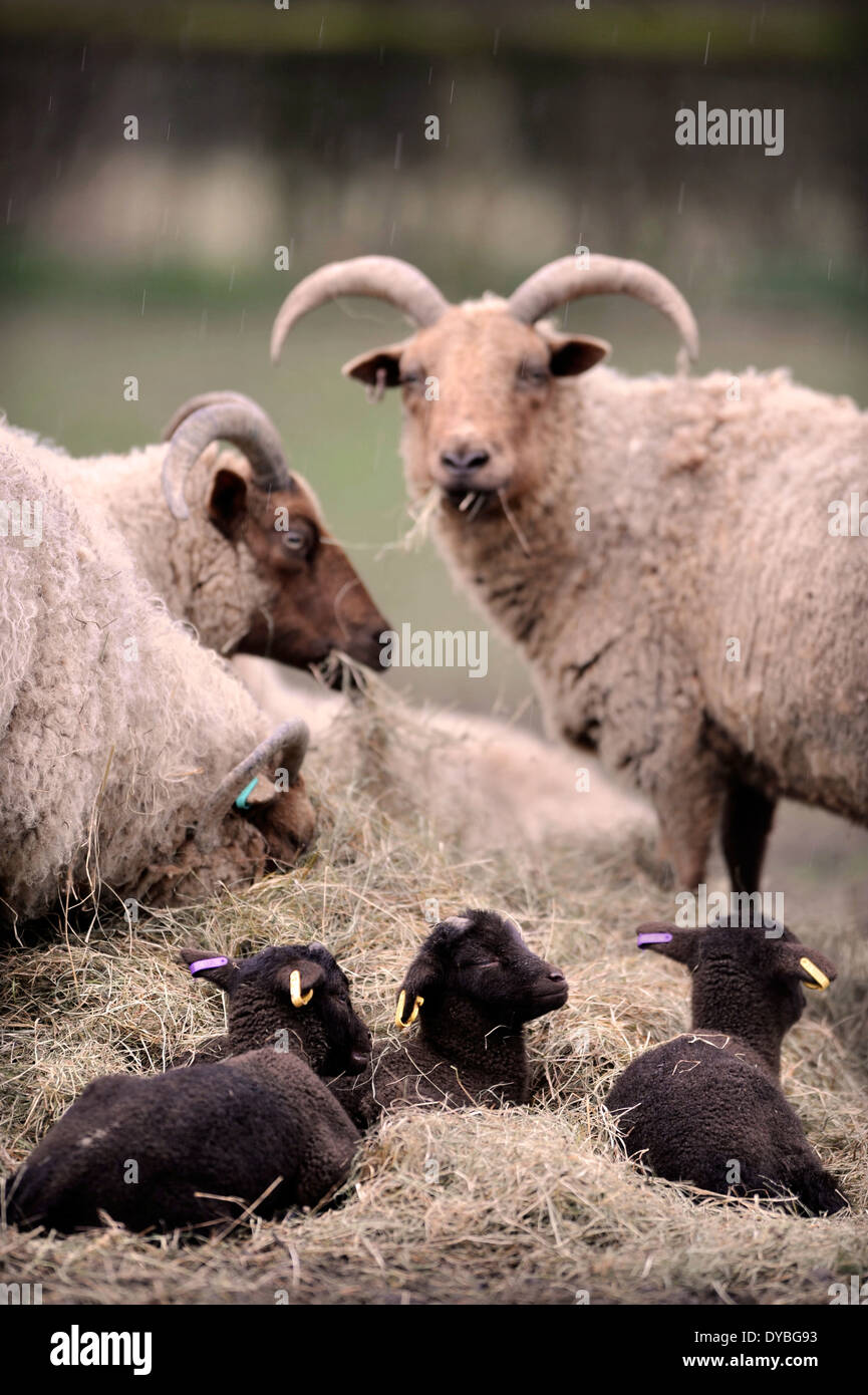 Manx Loaghtan sheep with their spring lambs, Wiltshire UK Stock Photo ...