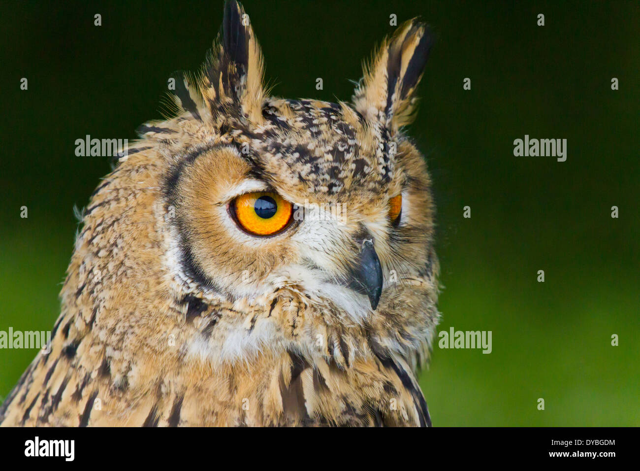 Indian raptor hi-res stock photography and images - Alamy