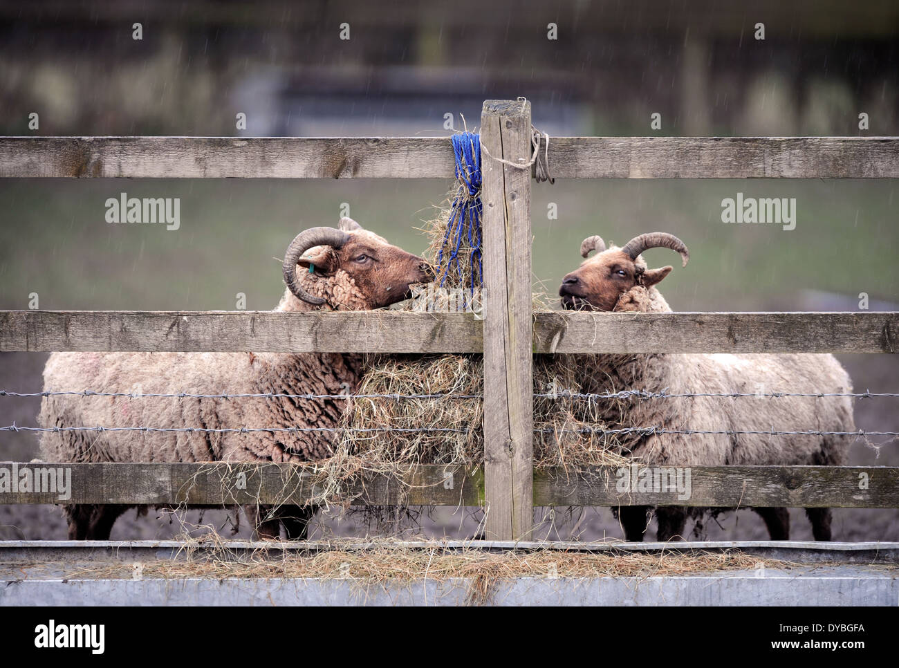 Sheep hay feeder hi-res stock photography and images - Alamy