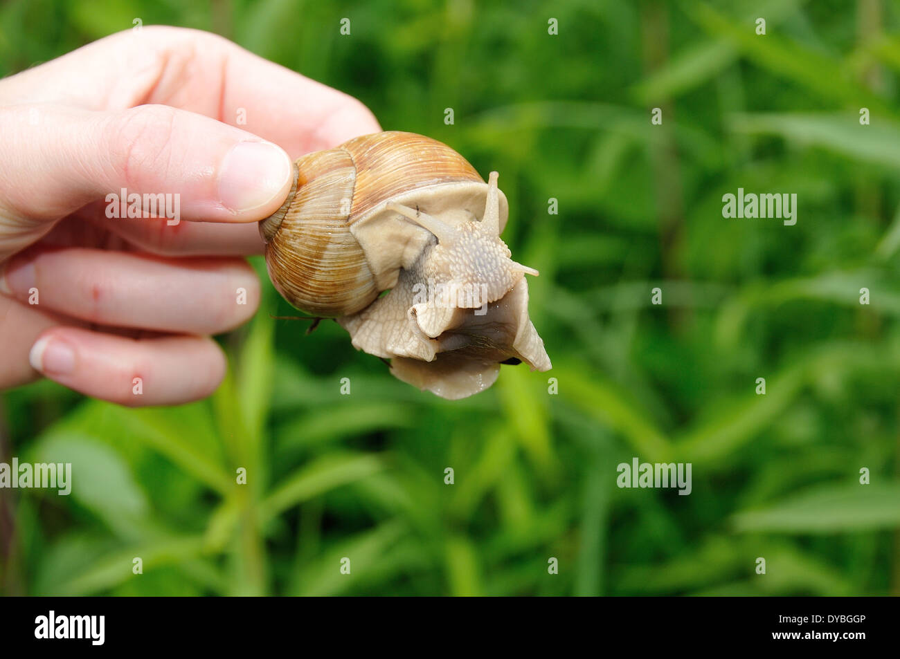Holding a snail Stock Photo - Alamy