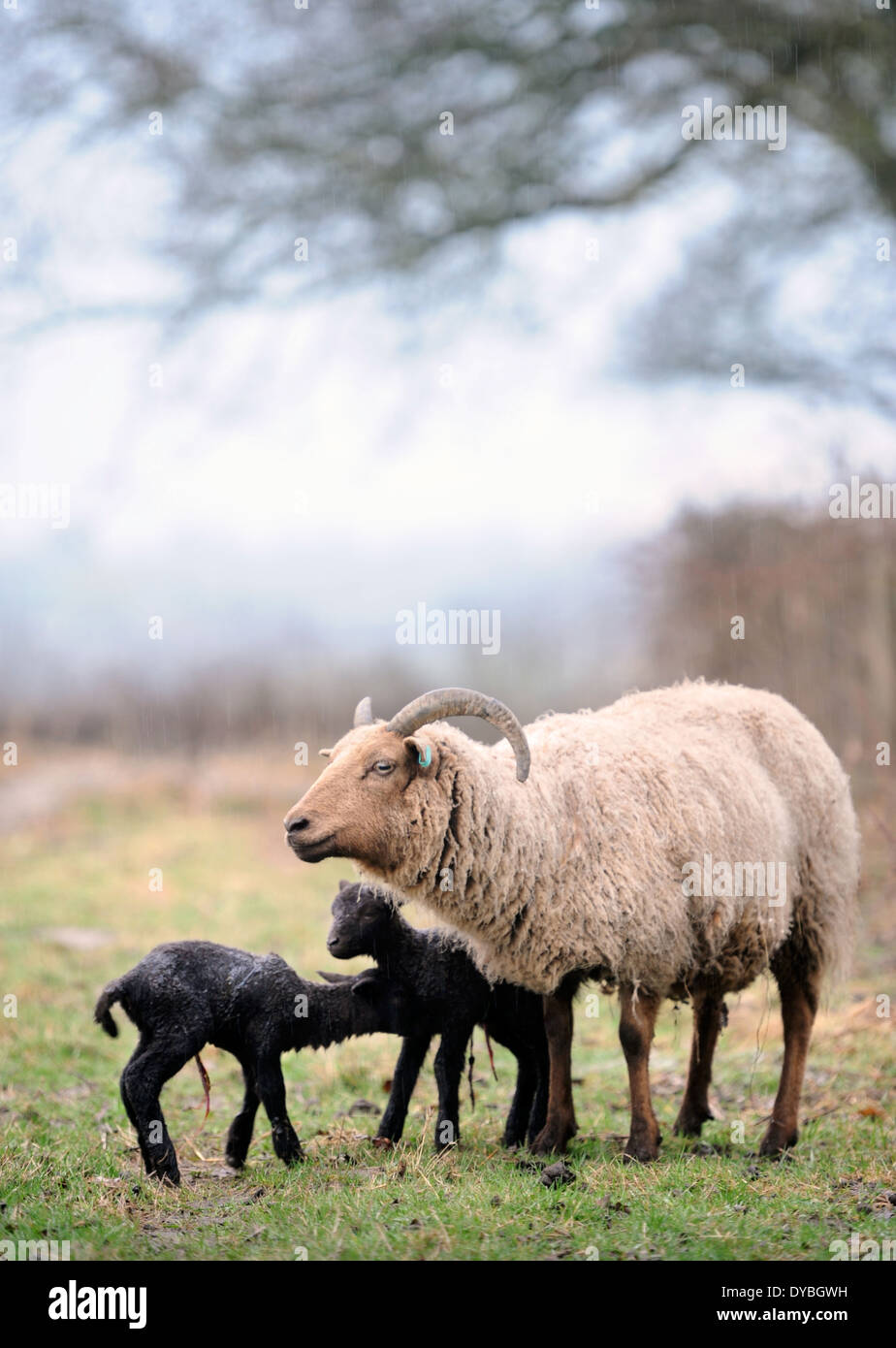 Manx loaghtan sheep hi-res stock photography and images - Alamy