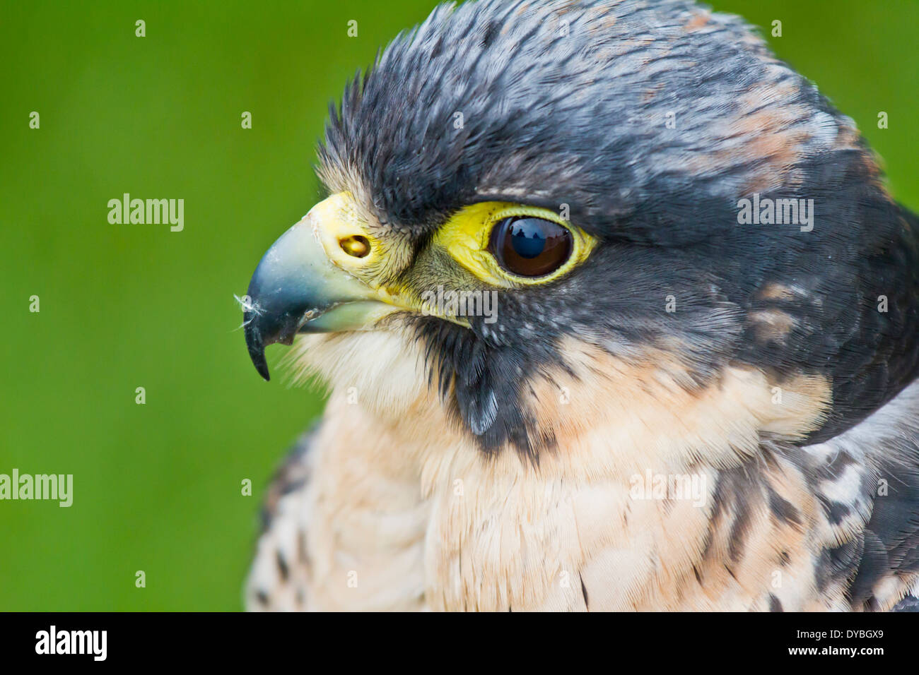Peregrine falcon raptor bird hi-res stock photography and images - Alamy