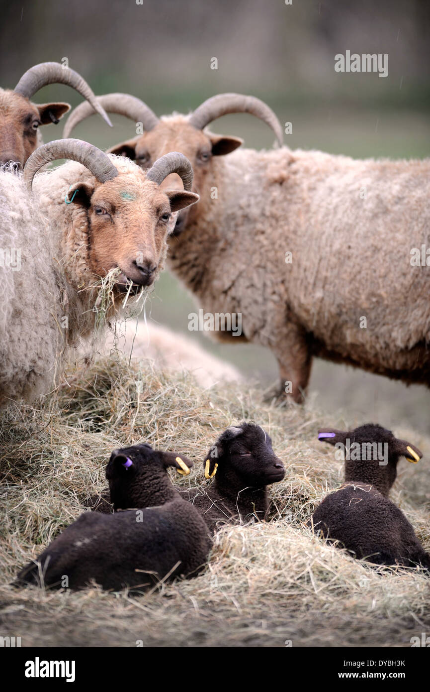 Manx loaghtan sheep hi-res stock photography and images - Alamy
