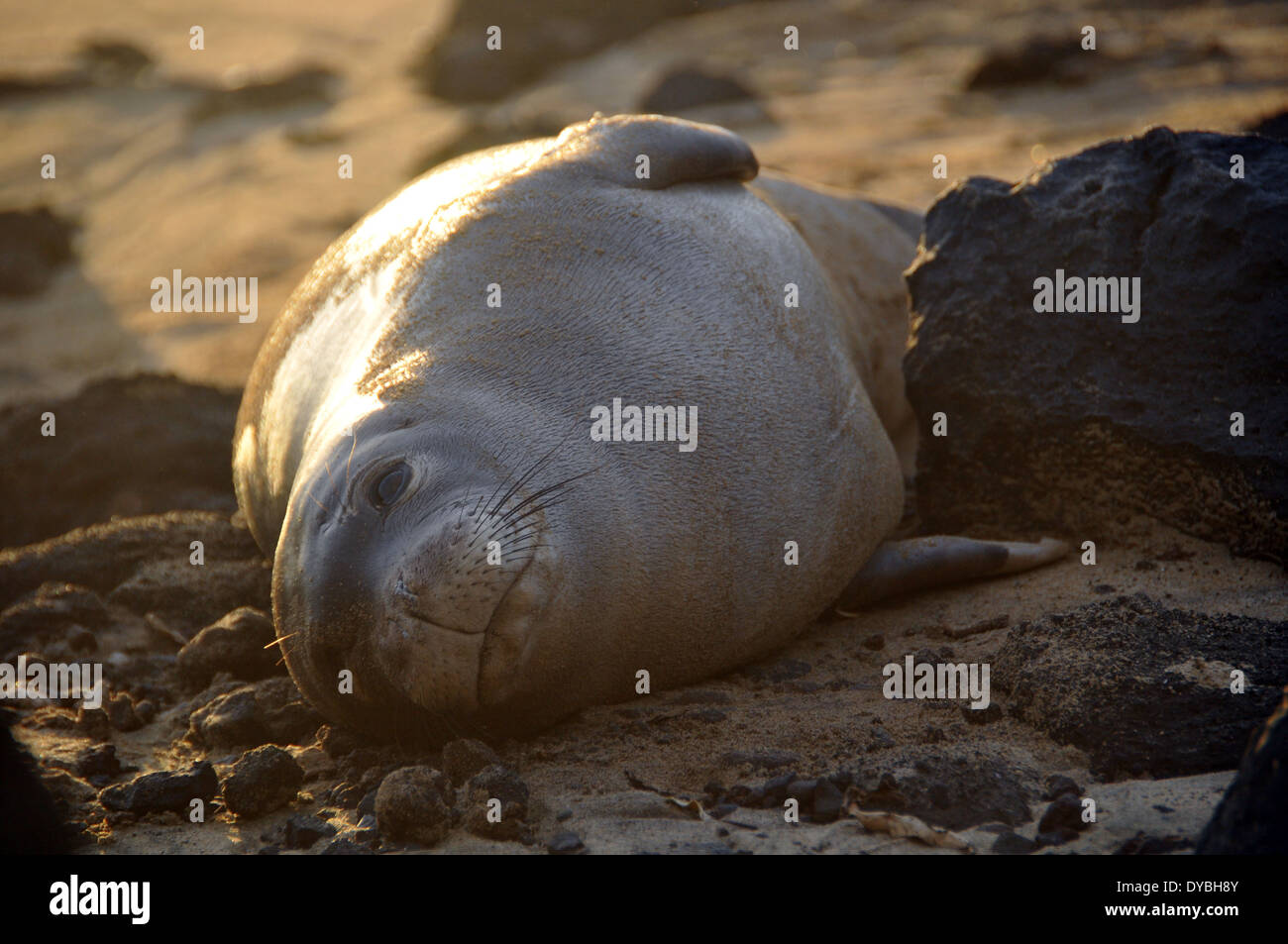 Monk seal hi-res stock photography and images - Alamy