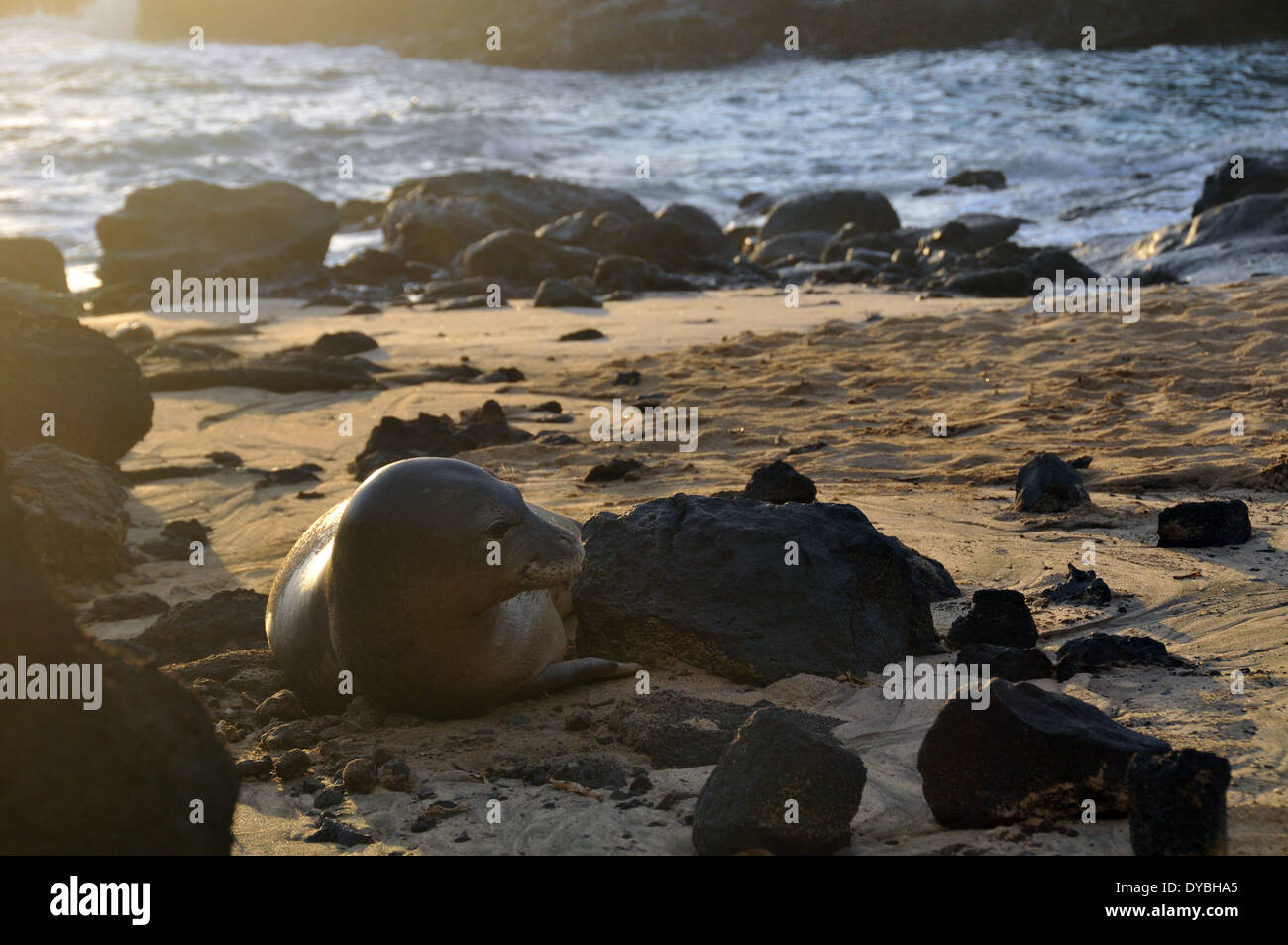 Hawaiian monk seal rests on the beach, Neomonachus schauinslandi ...