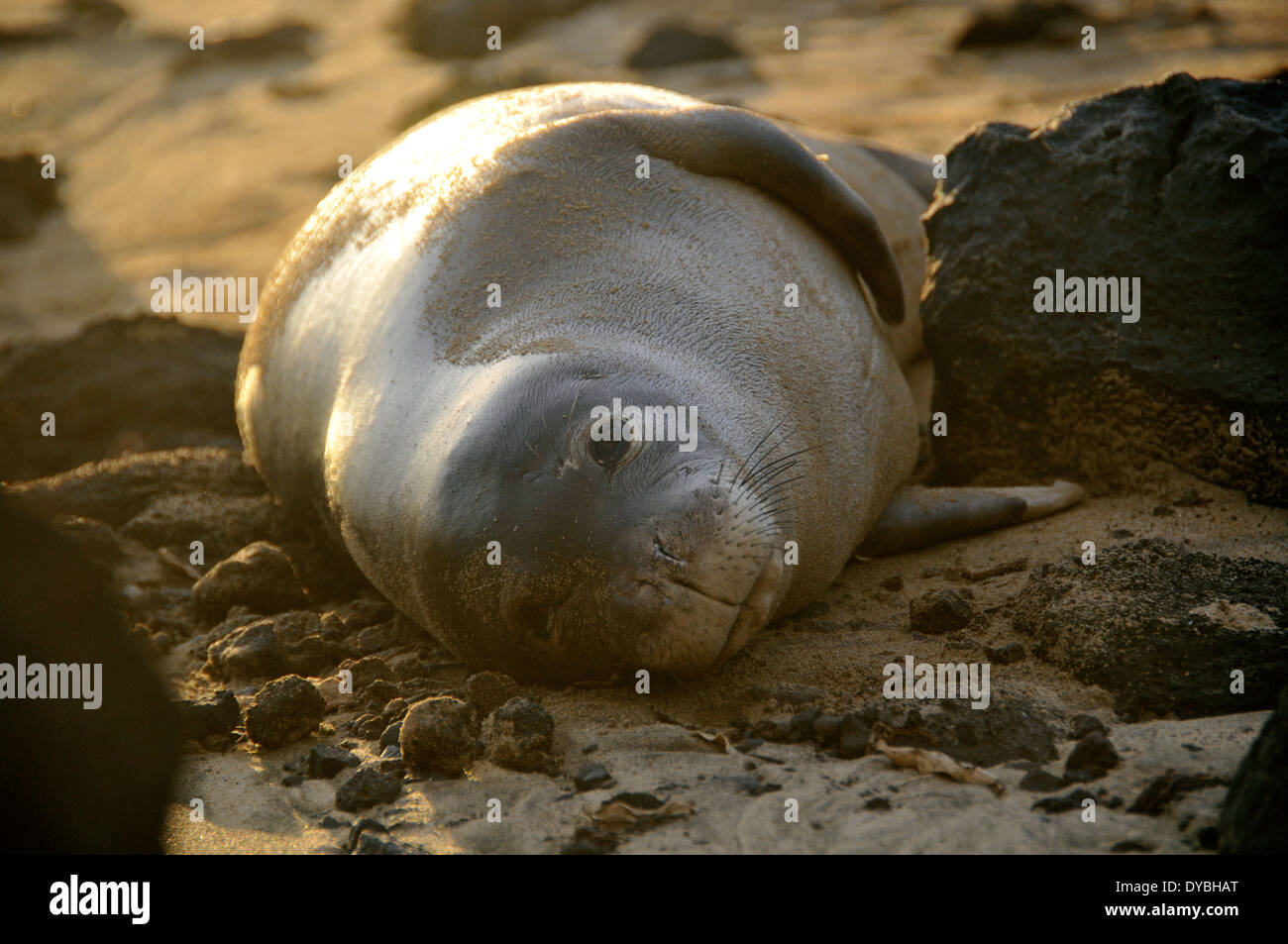 Hawaii endemic species hi-res stock photography and images - Alamy