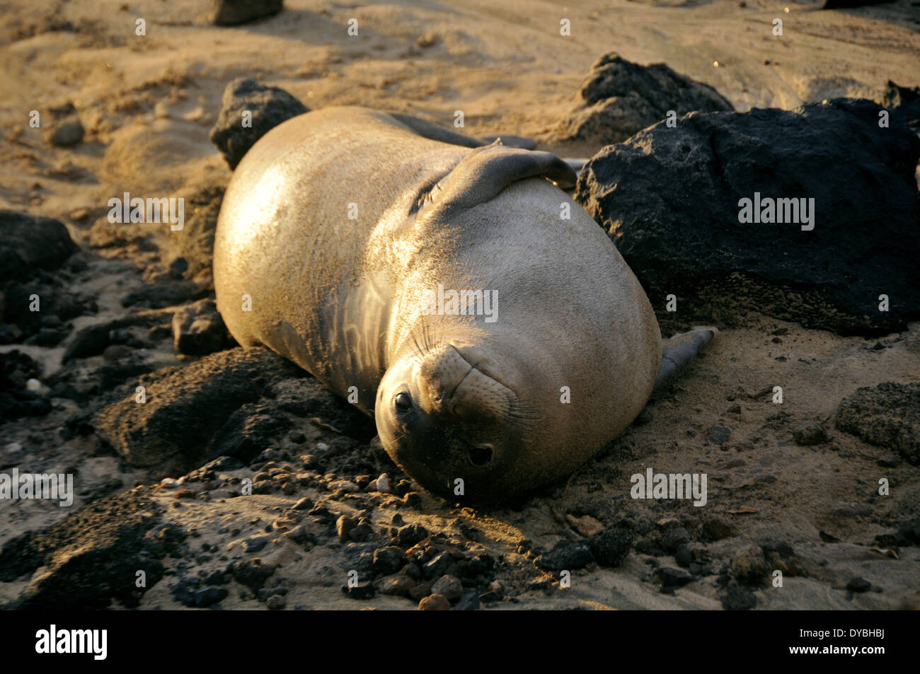 Hawaiian monk seal rests on the beach, Neomonachus schauinslandi ...