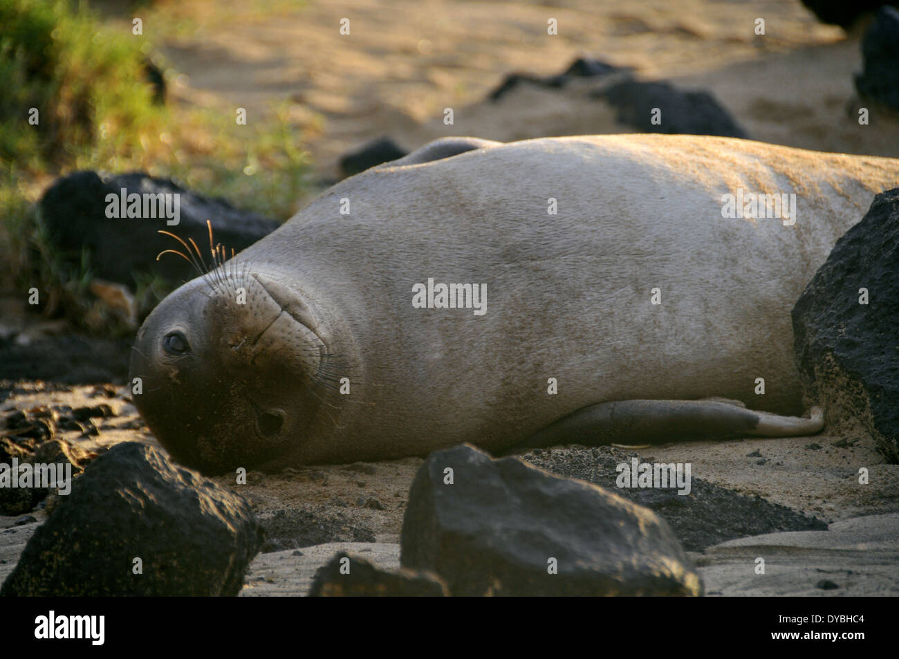 Hawaiian monk seal rests on the beach, Neomonachus schauinslandi ...