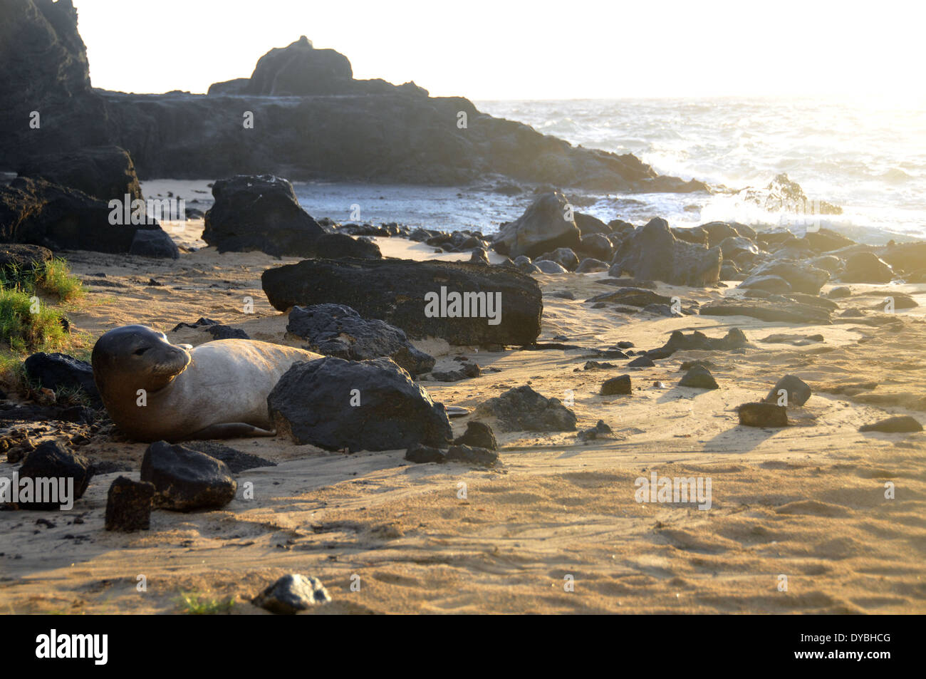 Hawaiian monk seal rests on the beach, Neomonachus schauinslandi ...