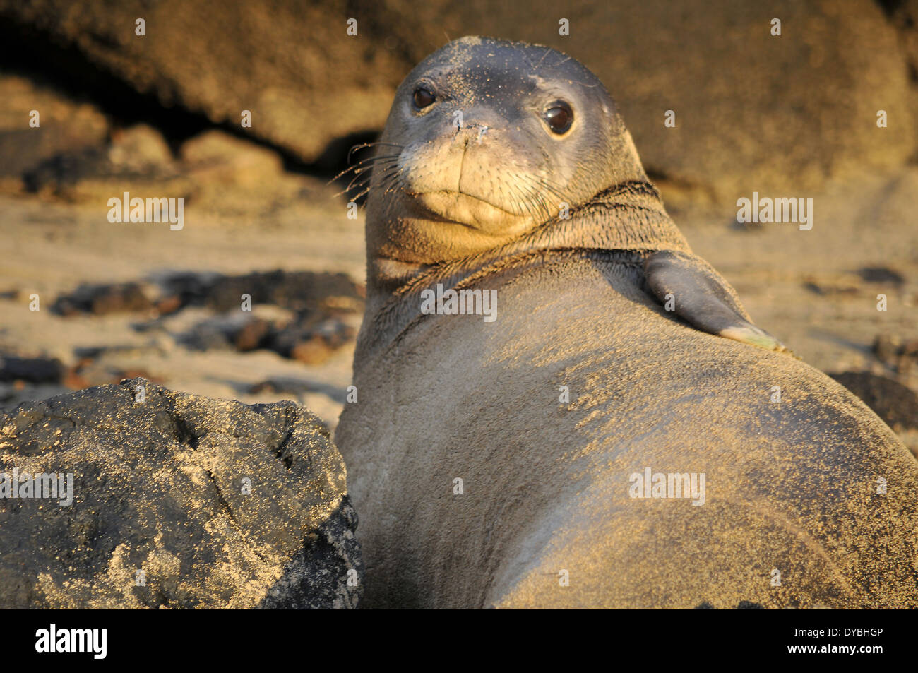 Hawaiian monk seal rests on the beach, Neomonachus schauinslandi ...