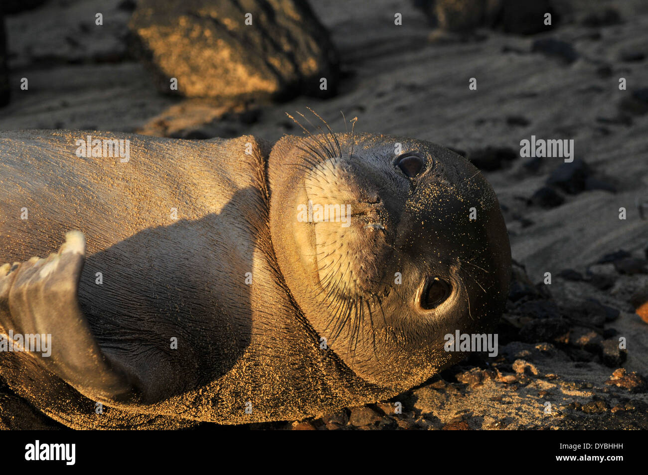 Hawaiian monk seal rests on the beach, Neomonachus schauinslandi ...