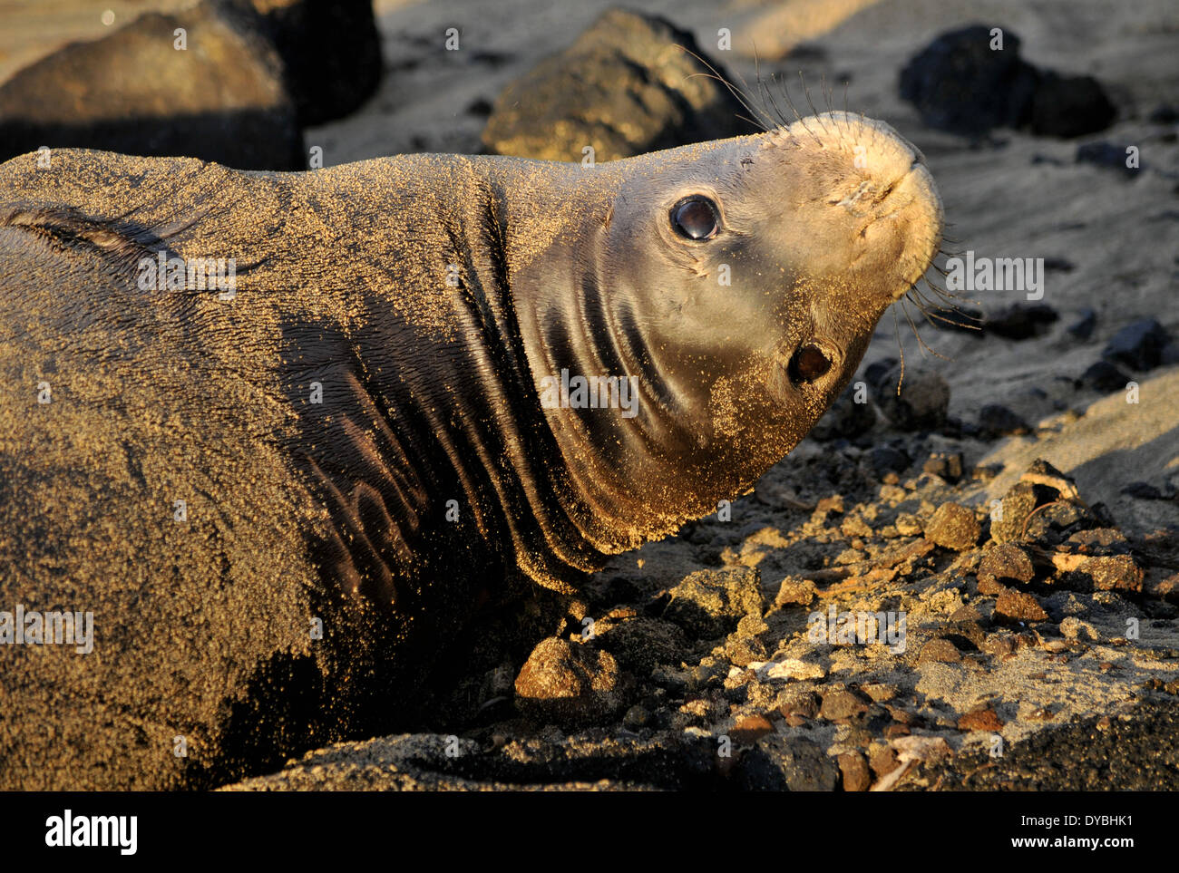 Hawaiian monk seal rests on the beach, Neomonachus schauinslandi ...