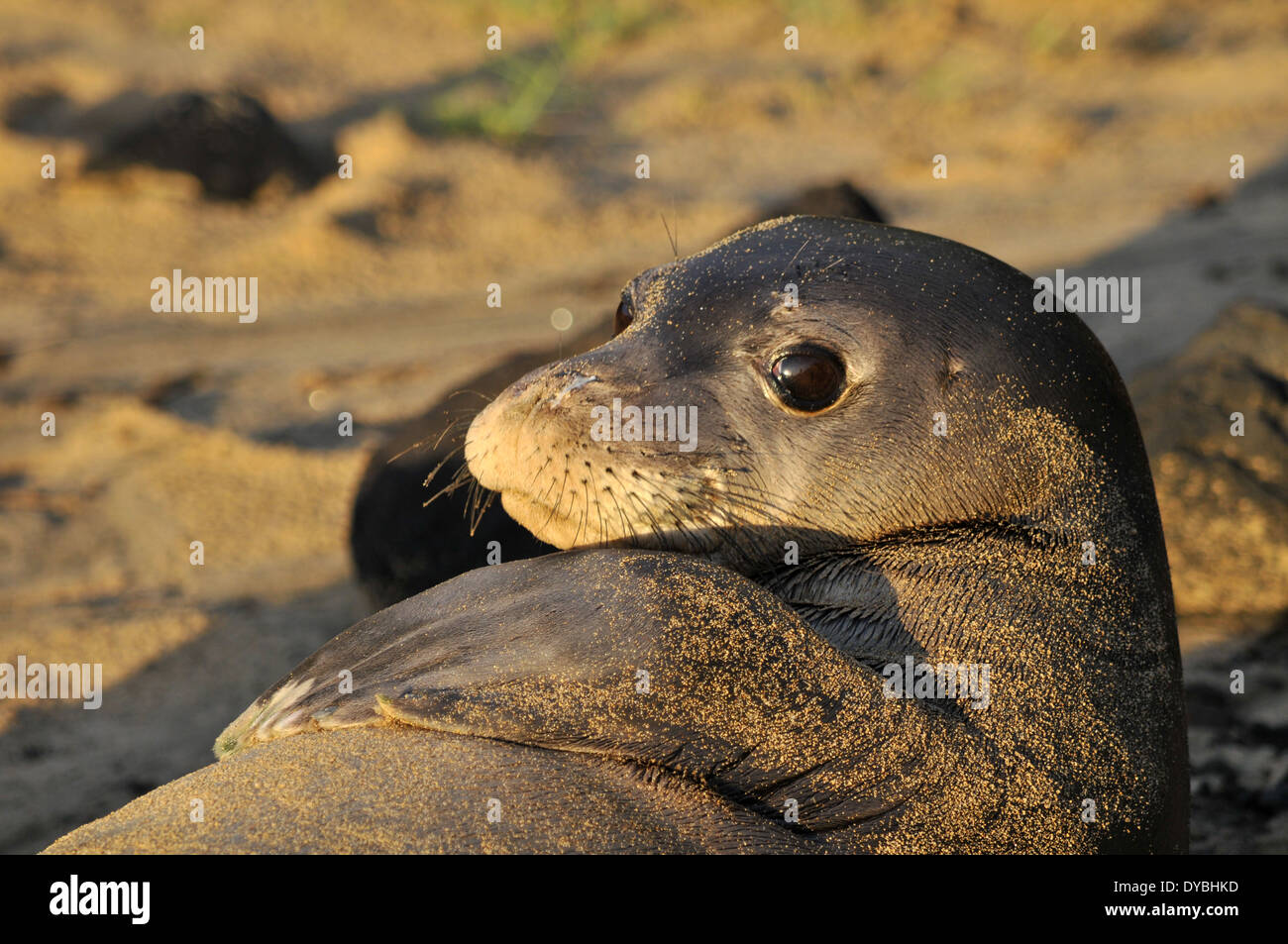 Hawaiian monk seal rests on the beach, Neomonachus schauinslandi ...