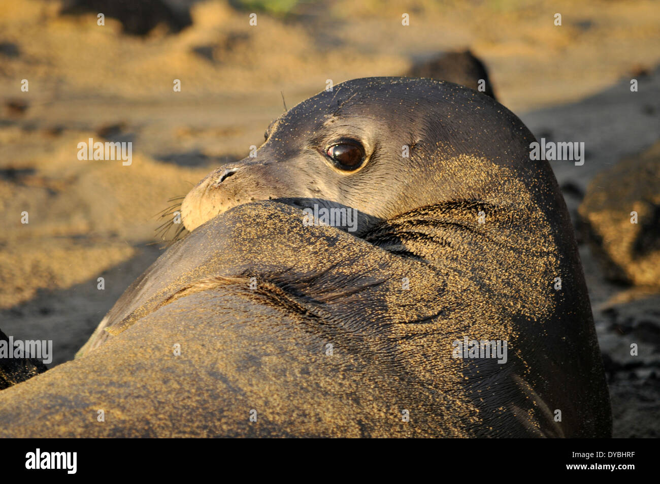 Hawaiian monk seal rests on the beach, Neomonachus schauinslandi ...
