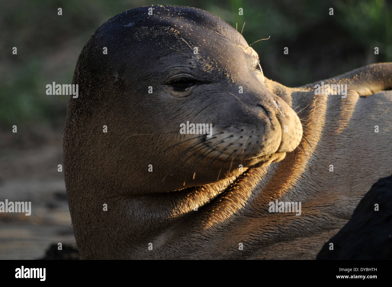 Hawaiian monk seal, Neomonachus schauinslandi, endemic and critically ...