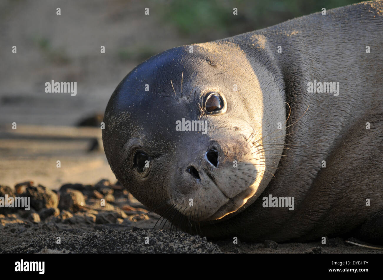 Hawaiian monk seal, Neomonachus schauinslandi, endemic and critically ...