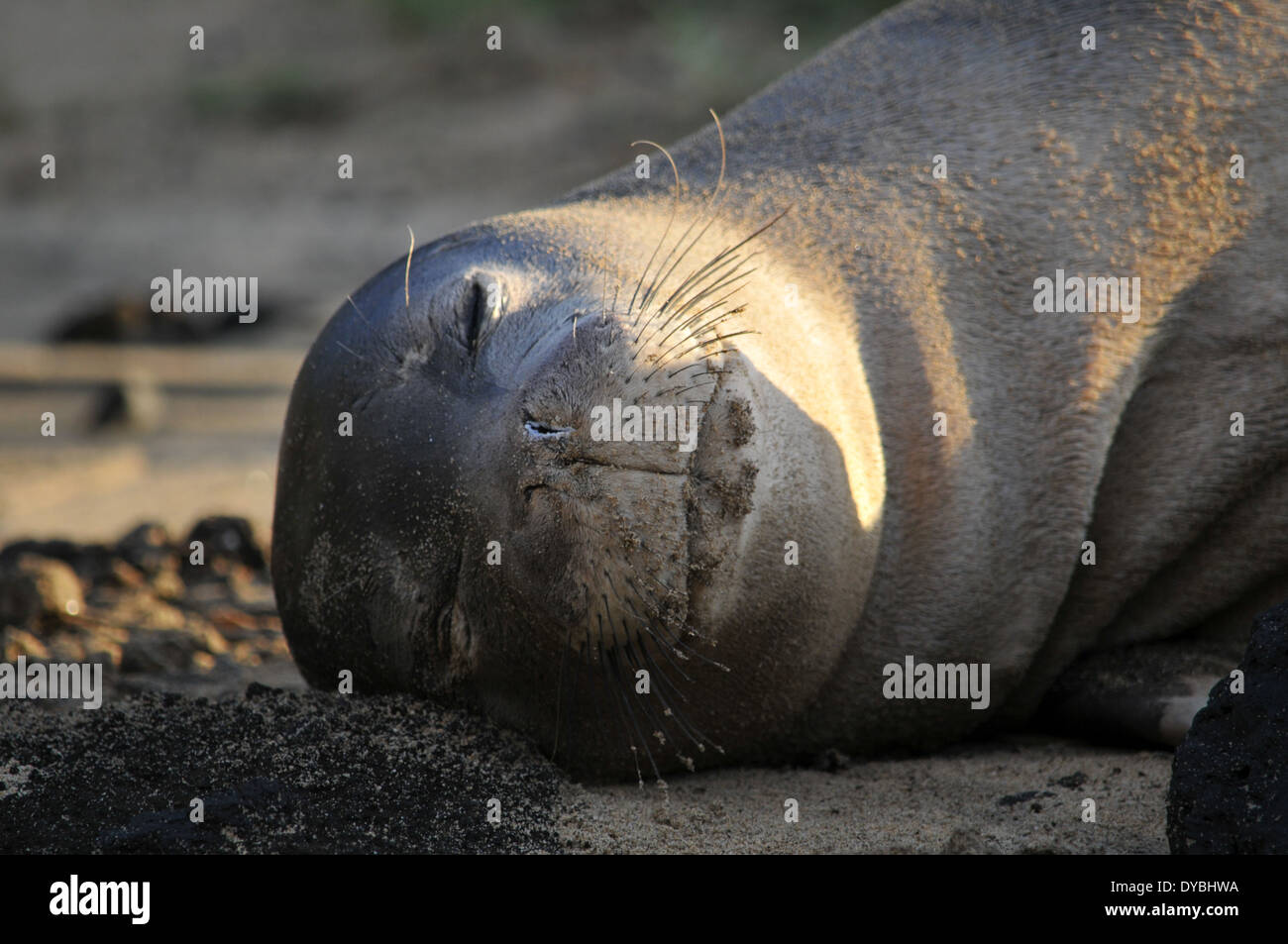 Hawaiian monk seal rests on the beach, Neomonachus schauinslandi ...