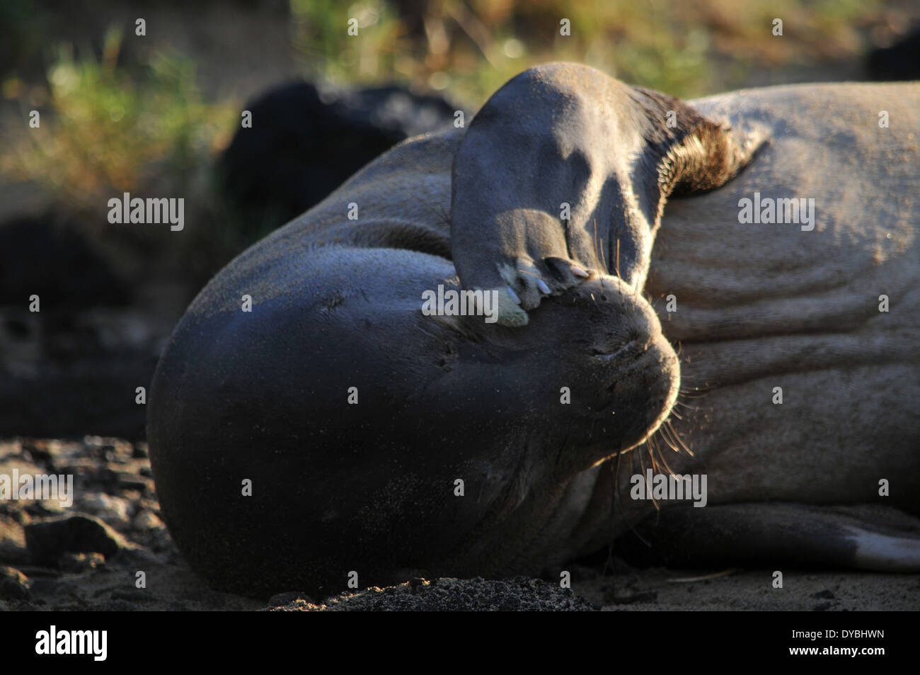Hawaiian monk seal rests on the beach, Neomonachus schauinslandi ...