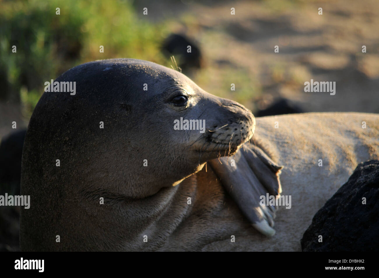 Hawaiian monk seal rests on the beach, Neomonachus schauinslandi ...