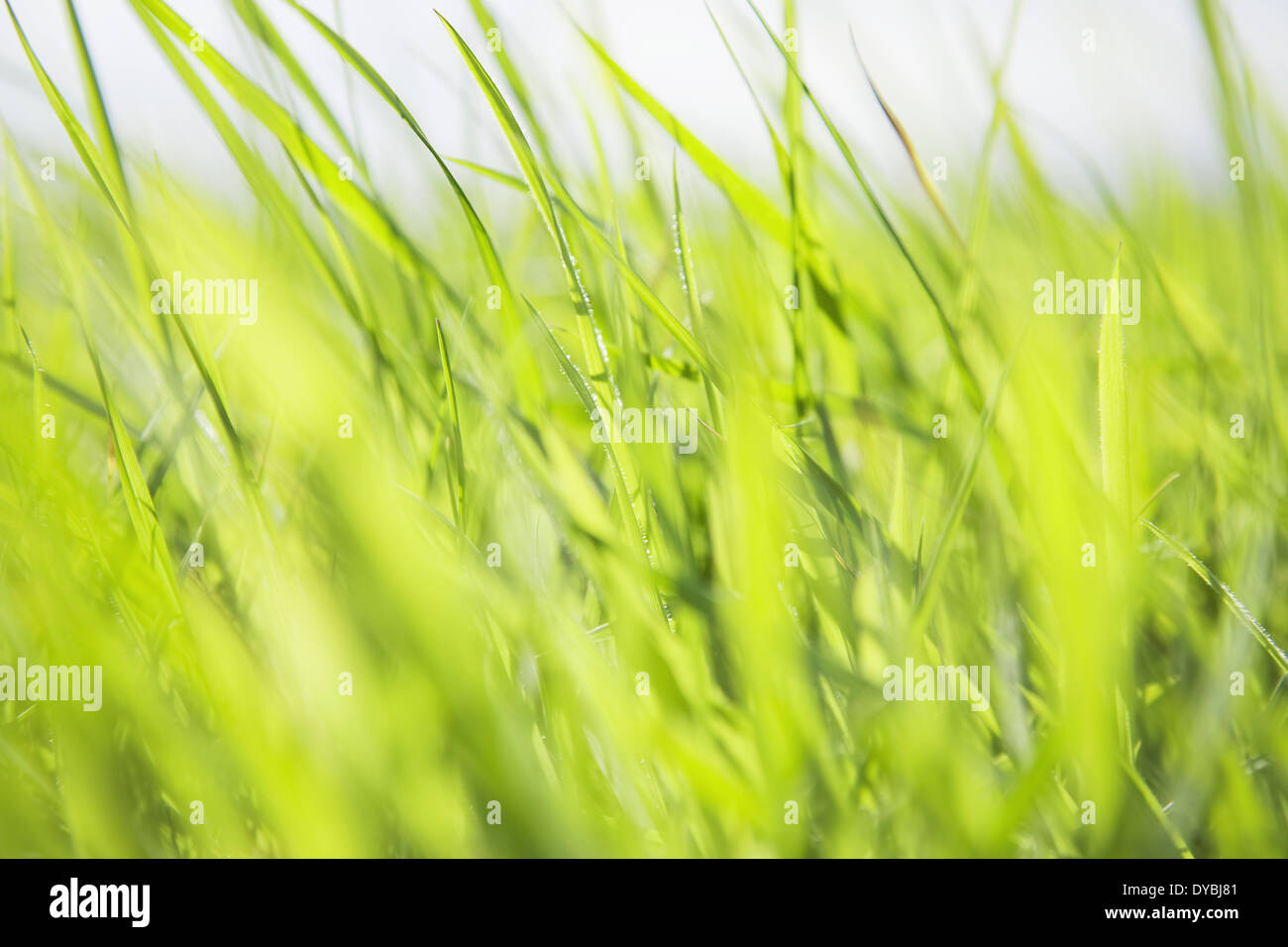 green Blades of Grass Stock Photo - Alamy