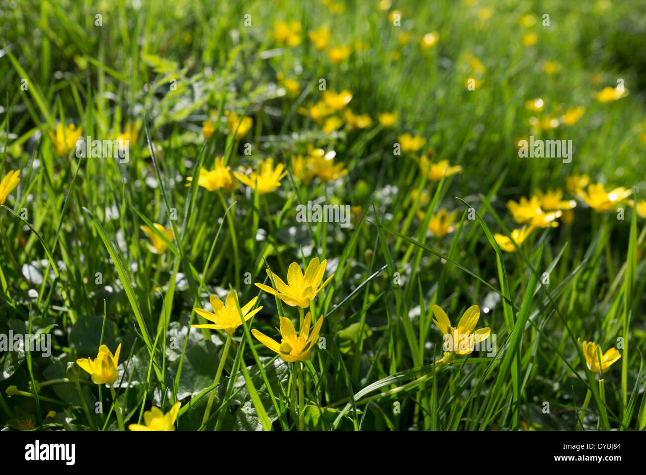 Yellow flowers in a meadow hi-res stock photography and images - Alamy