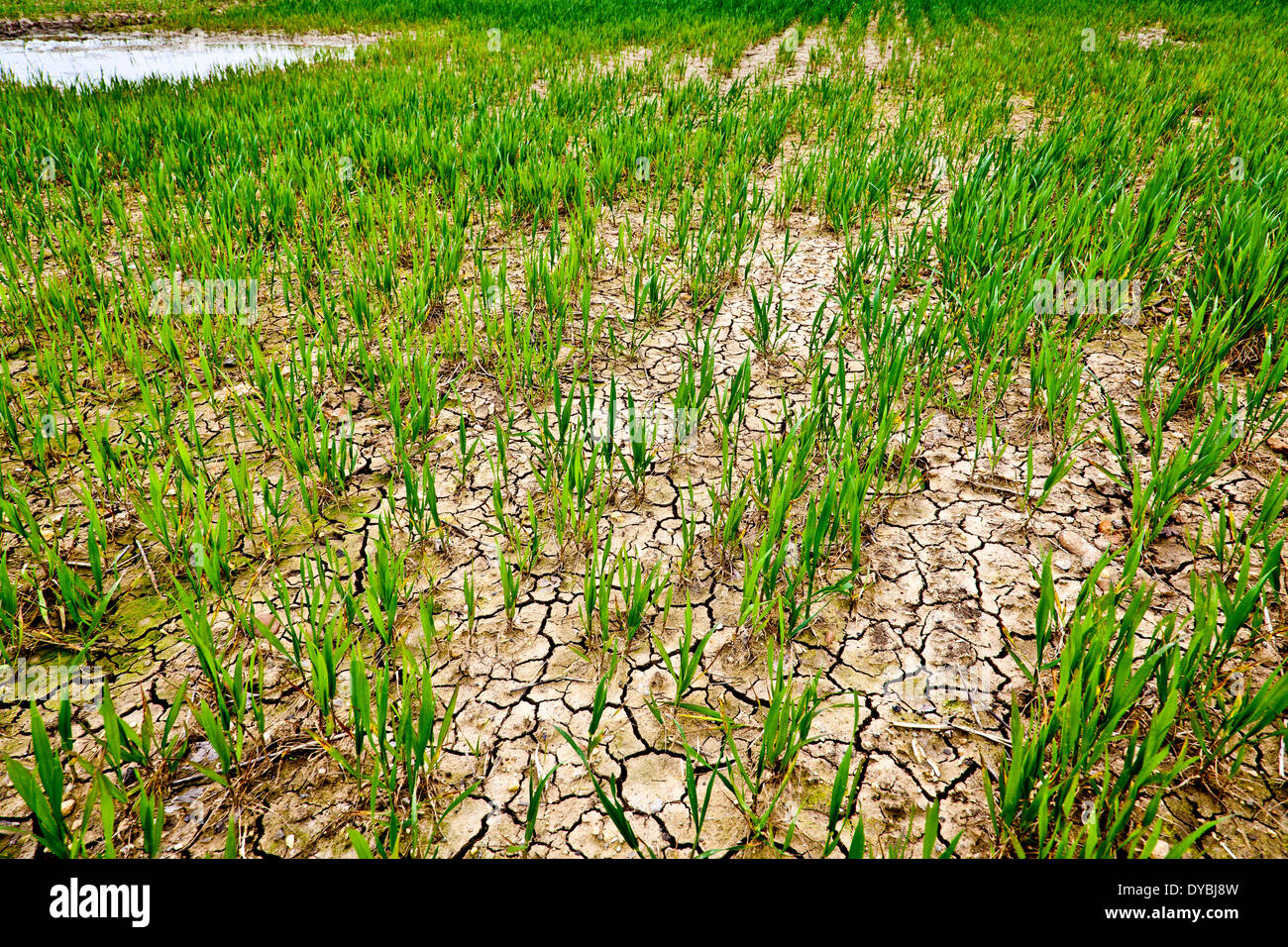 Drought conditions in the farm lands of the midlands despite weeks of ...