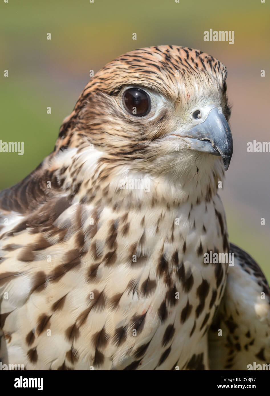 Saker falcon wild hi-res stock photography and images - Alamy