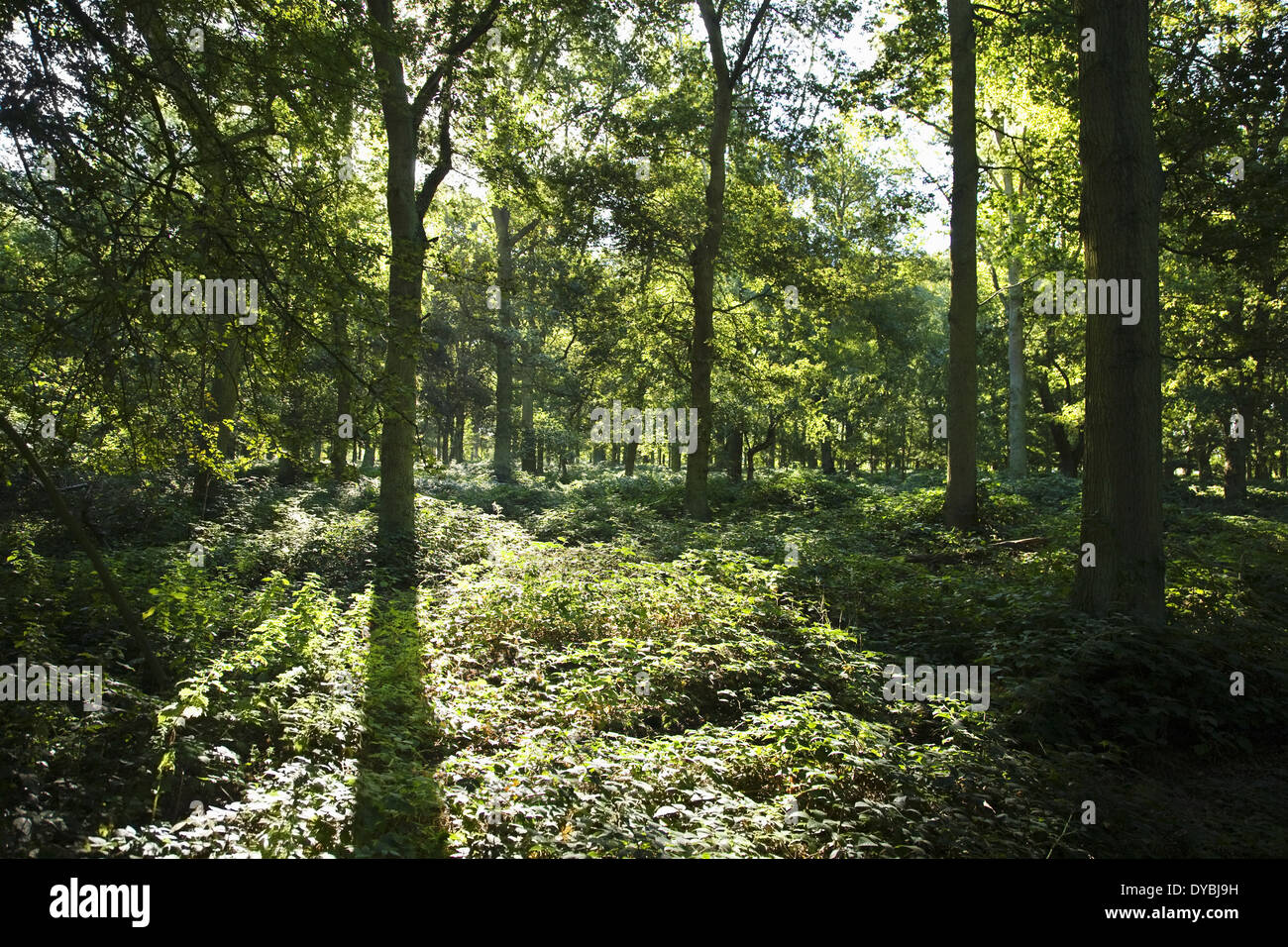 Bursting through trees hi-res stock photography and images - Alamy