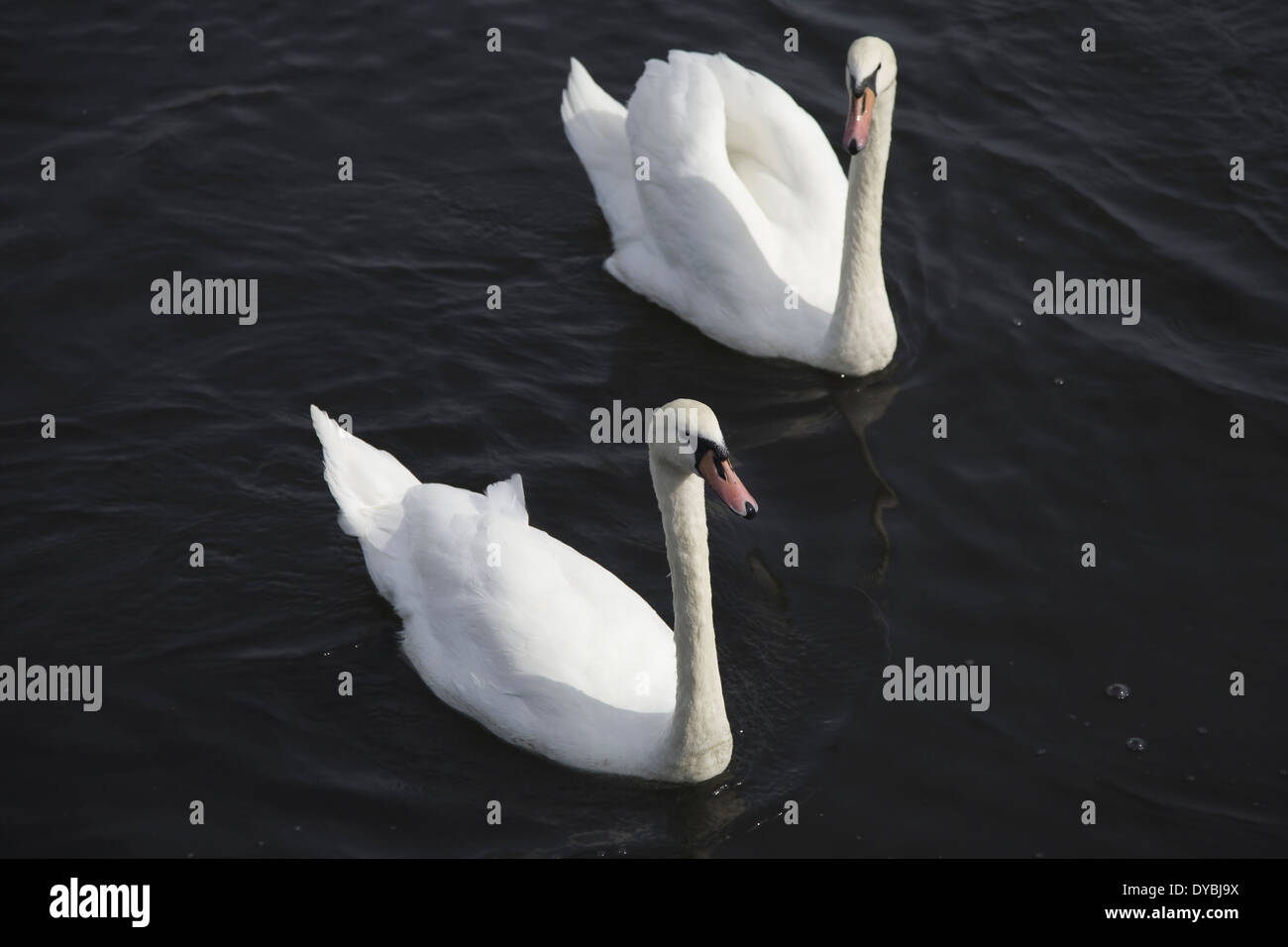 Two White Swans Stock Photo - Alamy