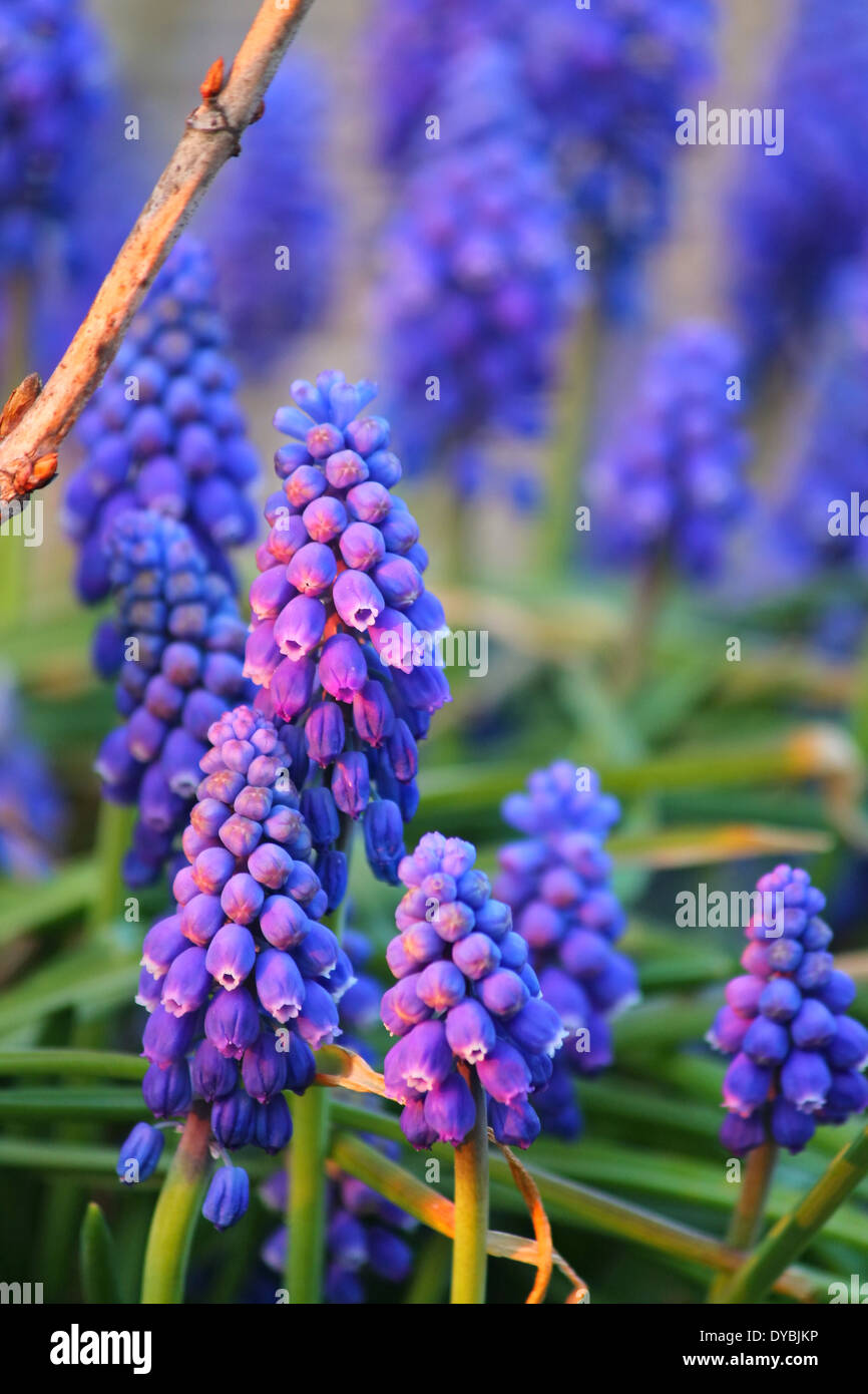 Muscaris hi-res stock photography and images - Alamy