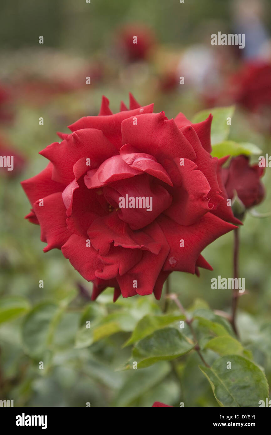 blooming rose garden Stock Photo - Alamy