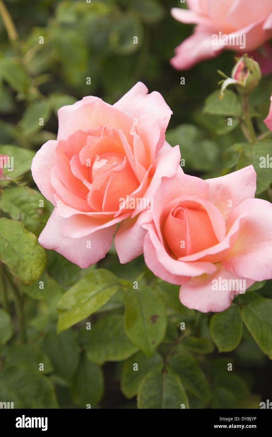 blooming rose garden Stock Photo - Alamy