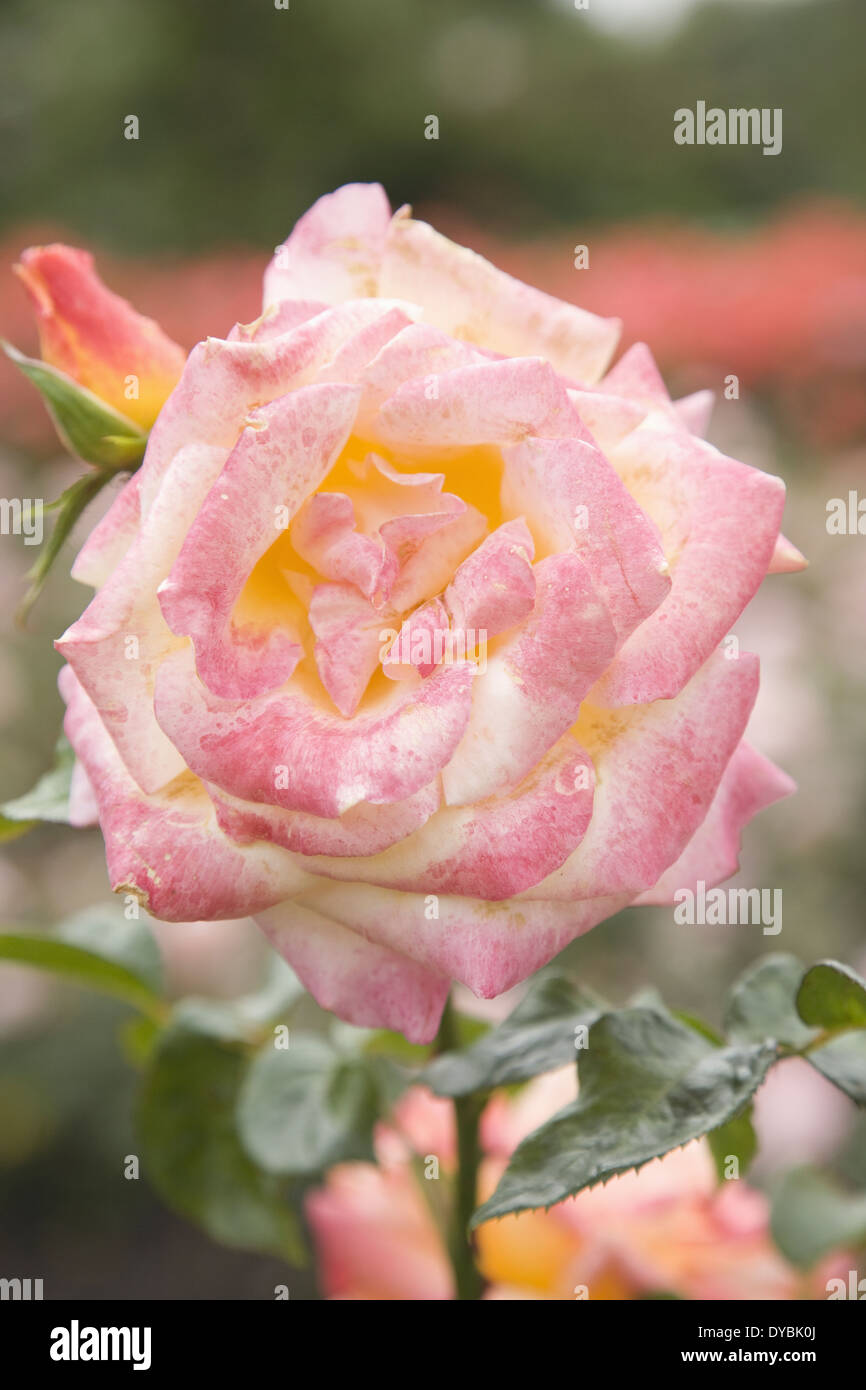 blooming rose garden Stock Photo - Alamy