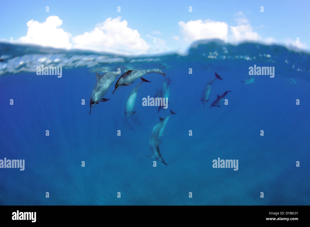 Pod of spinner dolphins, Stenella longirostris, Hulopoe Bay, Lanai ...