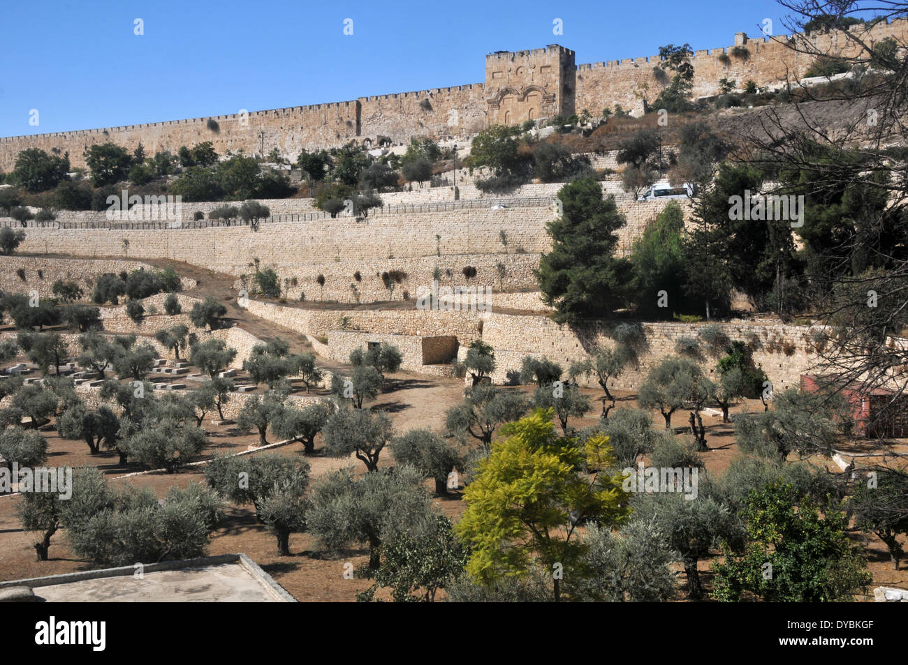 View of eastern wall of the old city of Jerusalem with olive trees in ...