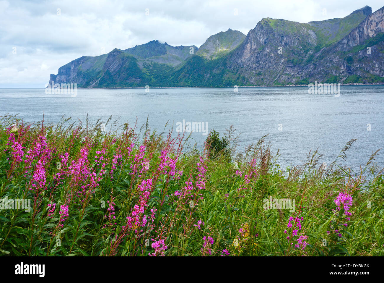 Summer Senja coast (Norway) view and pink flowers in front. Cloudy ...