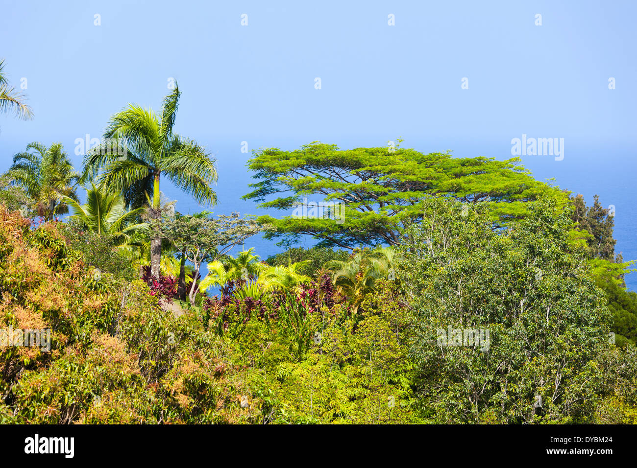 Colorful tropical rainforest on the Road to Hana in Maui, Hawaii Stock ...