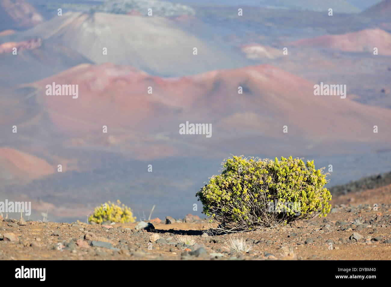 Bush in the lava desert of the large Haleakala crater in Maui, Hawaii ...