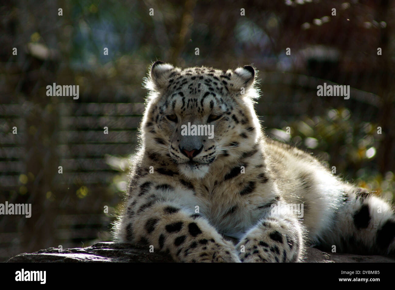 White leopard cubs hi-res stock photography and images - Alamy
