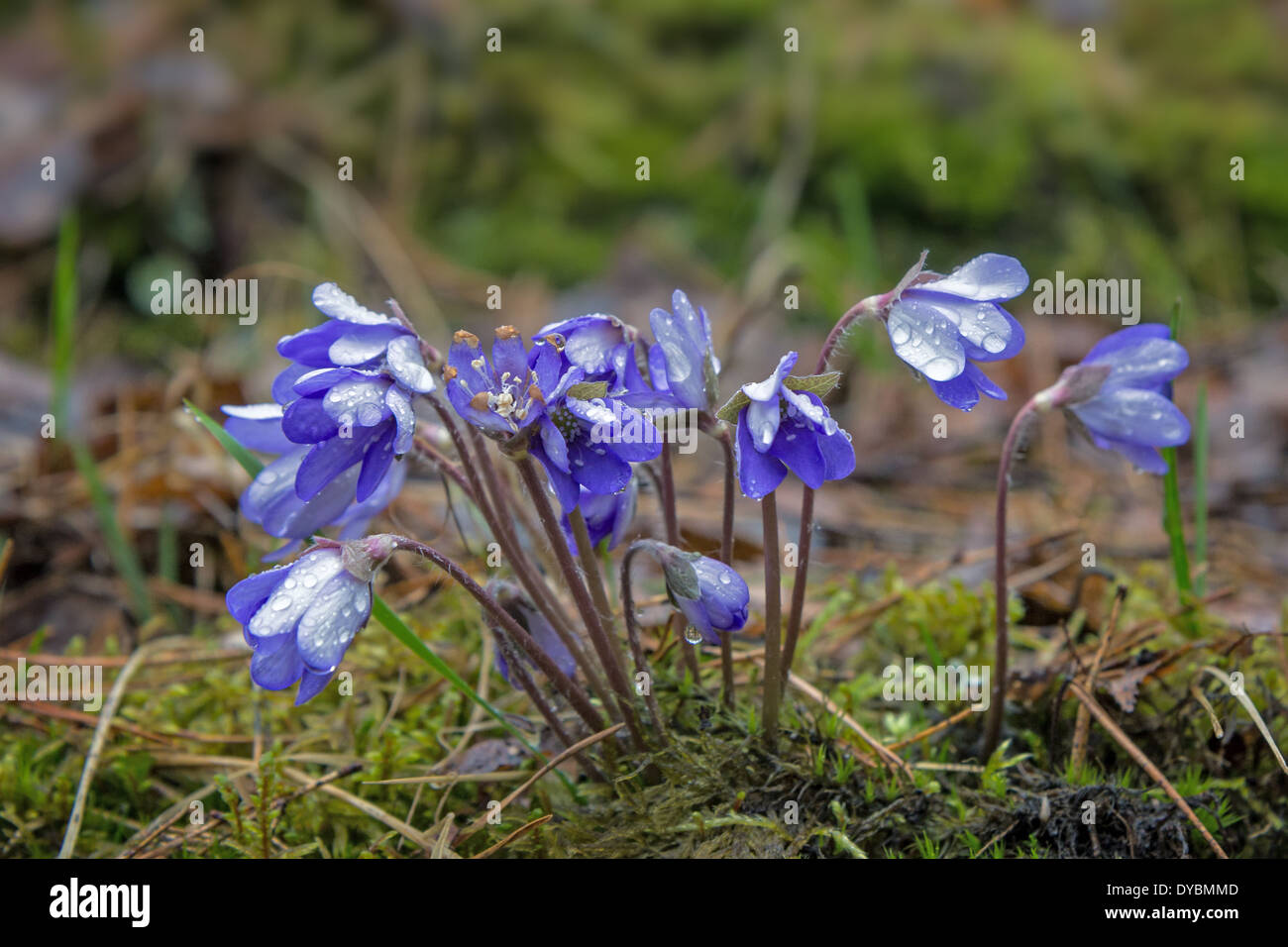 Hepatica flowers hi-res stock photography and images - Alamy