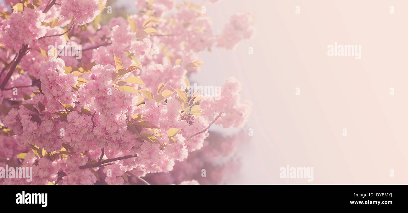 Vintage sakura. Antique style photo of tree flowers and leaflet, with ...