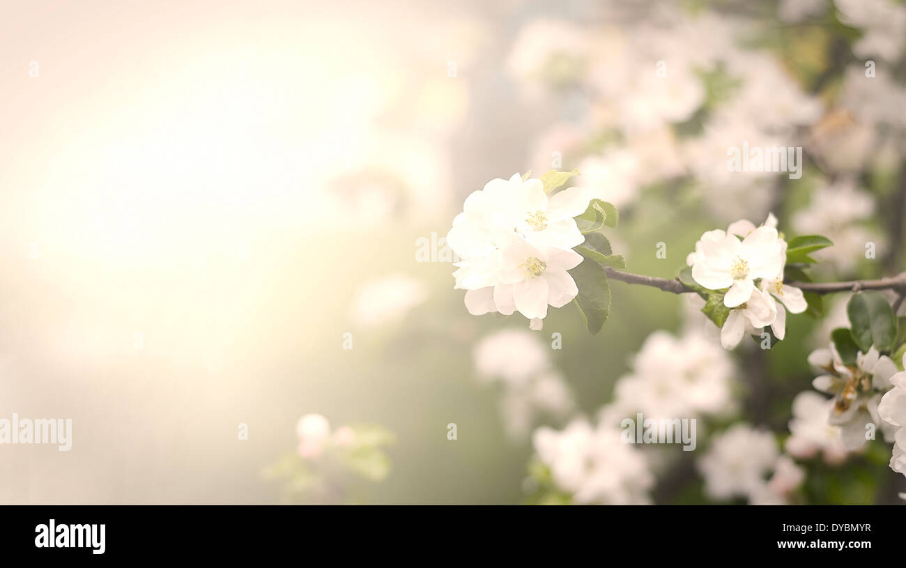 Vintage flowers. Antique style photo of tree flowers and leaflet, with ...