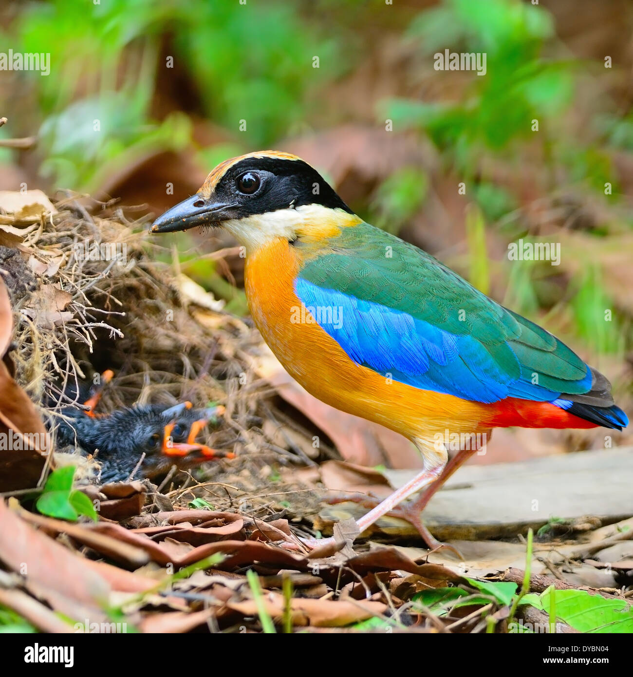 Beautiful Pitta bird, Blue-winged Pitta (Pitta moluccensis) with its ...