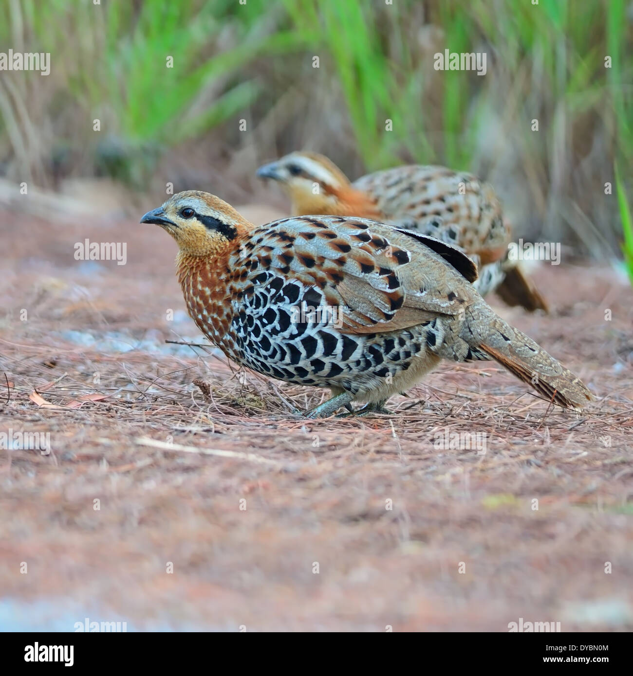 Colorful bird, couple of Mountain Bamboo Partridge (Bambusicola fytchii ...